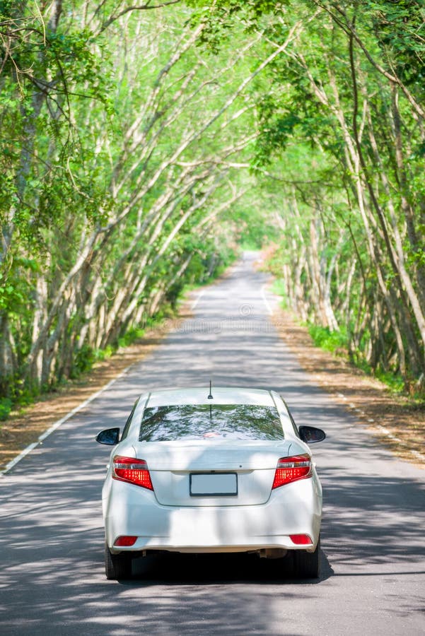 White car in tree tunnel stock photo. Image of travel - 94153274
