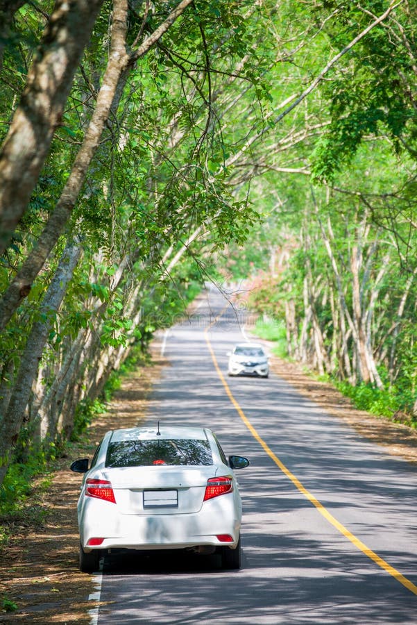 White car in tree tunnel stock image. Image of landscape - 94155981