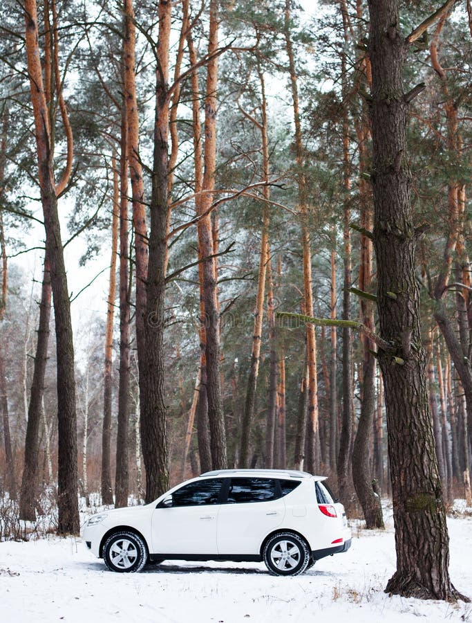 White Car in the Winter Coniferous Forest Stock Photo - Image of pine ...