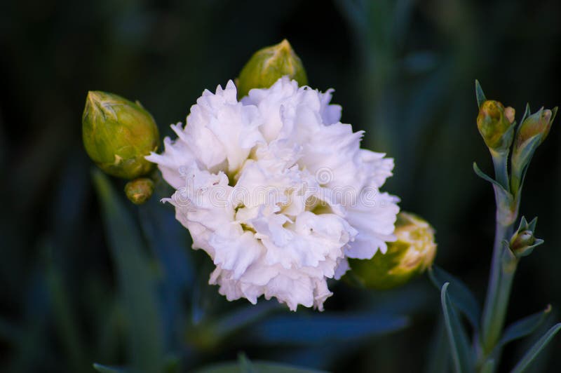 Rosefrancesqa - Photographer profile