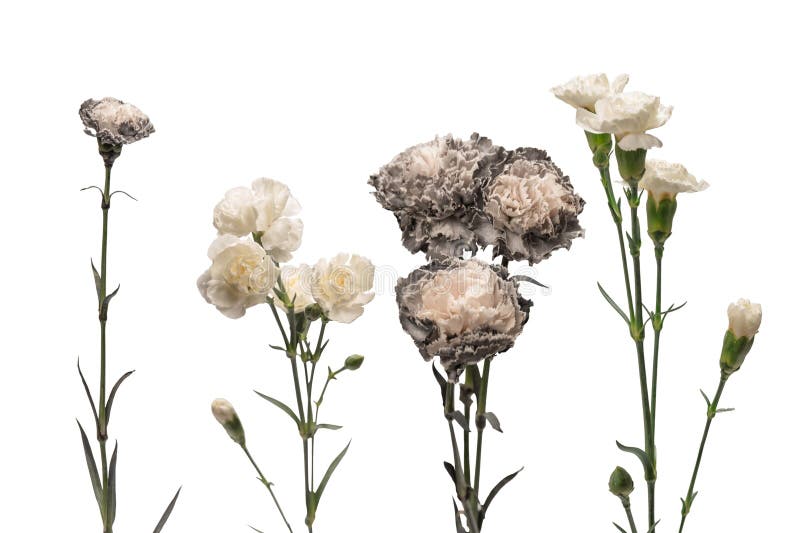 White Carnation Flower Isolated on a White Background Stock Image ...