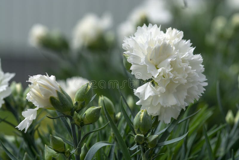 White carnation flowers stock photo. Image of bloom - 144629984