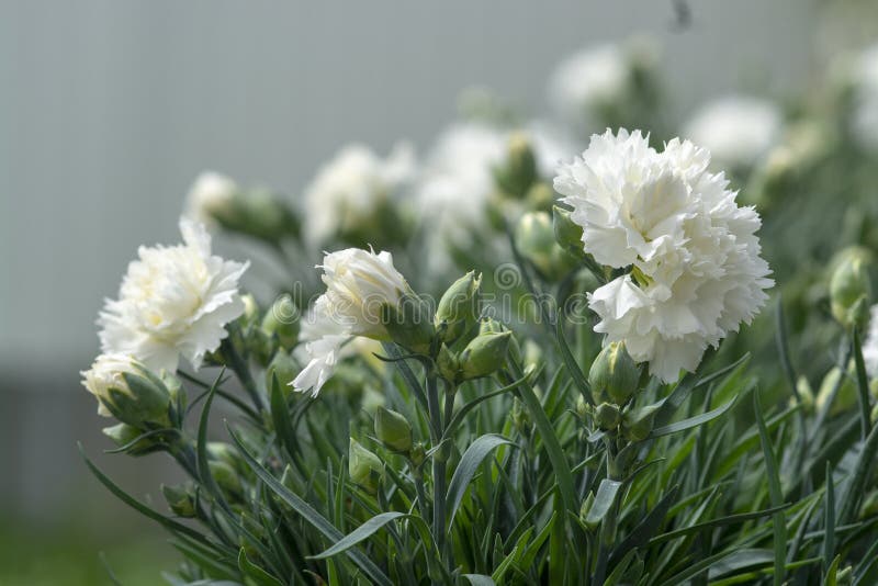 White carnation flowers stock photo. Image of nature - 144629986