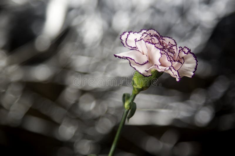White Carnation with Garnet Edges and Bright Abstract Background Stock ...