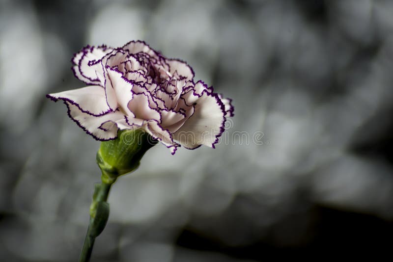 White Carnation with Garnet Edges and Bright Abstract Background Stock ...