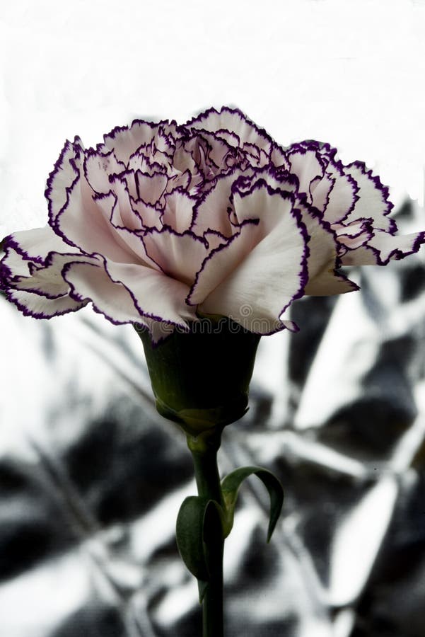 White Carnation with Garnet Edges and Bright Abstract Background Stock ...