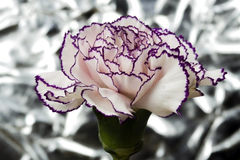 White Carnation with Garnet Edges and Bright Abstract Background Stock ...