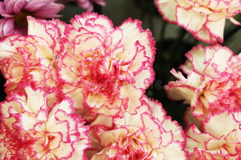 White Carnation with Pink Edging Close-up Stock Image - Image of ...