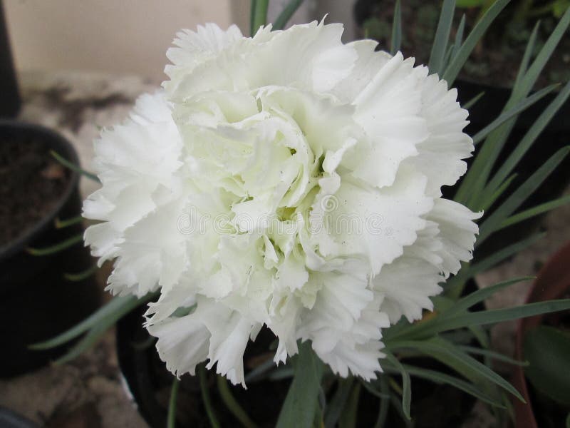 White Carnation. stock photo. Image of mother, blossom - 82721070