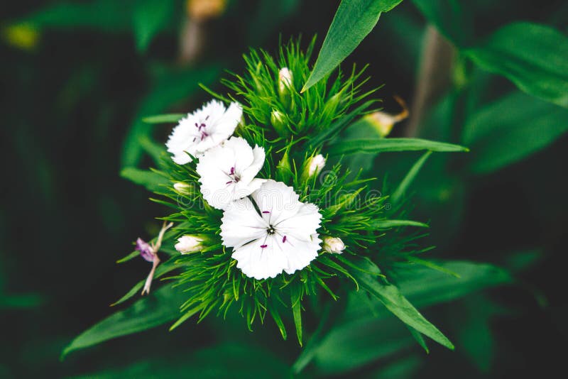 Carnations Brightly Bloomed Stock Photos - Free & Royalty-Free Stock ...