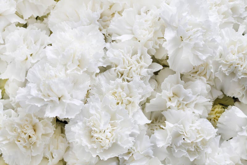 White Carnations Background Stock Photo - Image of carnation, gift ...