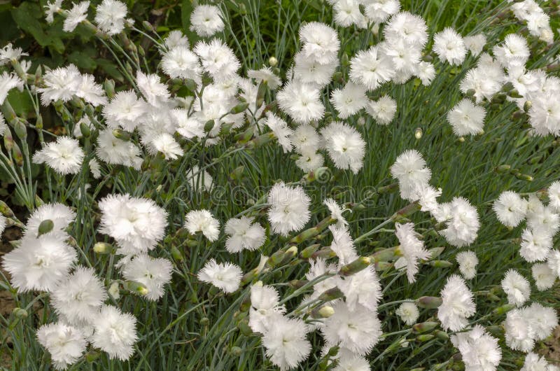 White Carnations Blooming in the Garden Stock Image - Image of flower ...