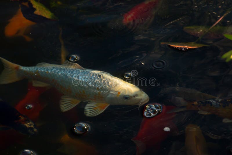 White Koi Carp Fish Extreme Close Up Stock Photo - Image of macro ...