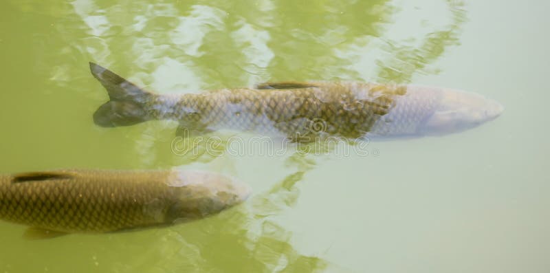 White Carp Fish on the Water Surface Stock Photo - Image of feed, wild ...