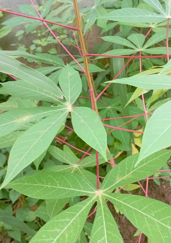 White Cassava Tree with Red Trunk Stock Photo - Image of cassava, trunk ...