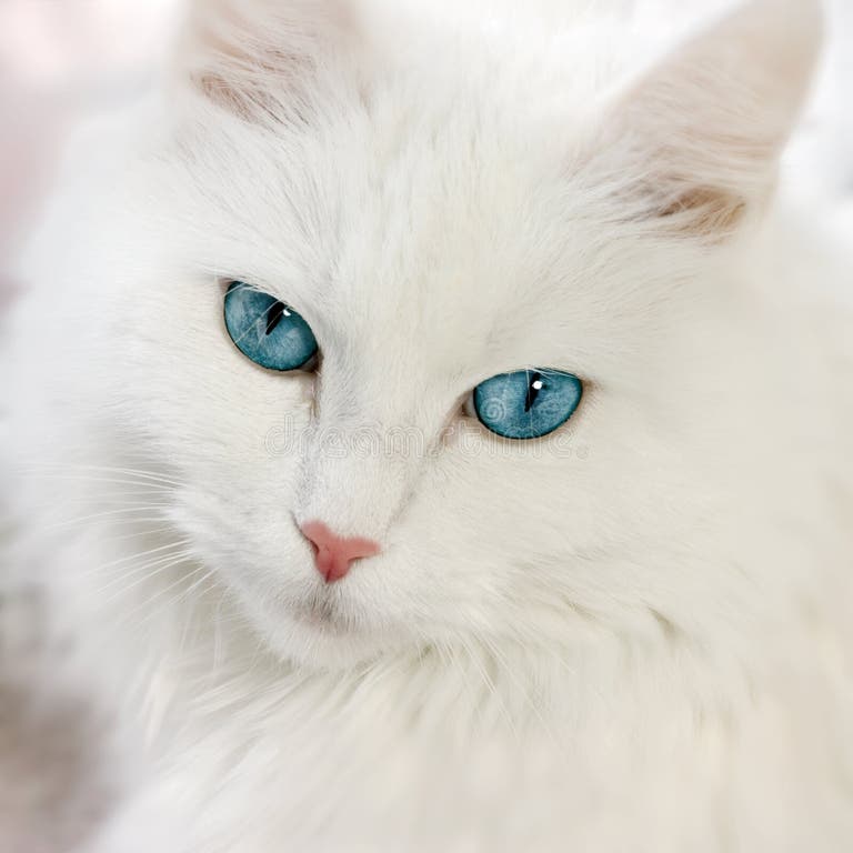 White cat stock photo. Image of pussycat, elegant, mammal - 13309142