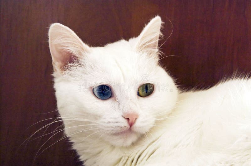 White cat stock image. Image of closeup, elegant, mammal - 17530955