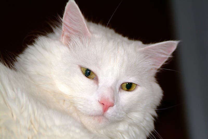 White cat stock photo. Image of close, white, cats, like - 255828