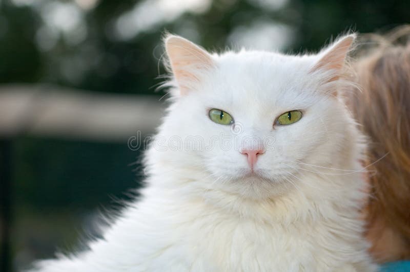 White cat stock image. Image of shallow, depth, white - 5484487