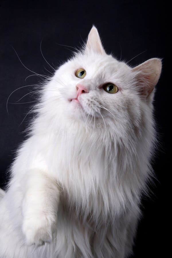 White angora cat stock image. Image of background, fluffy - 16259033