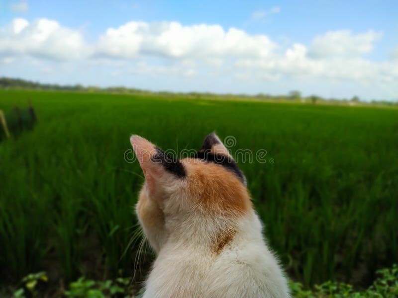 Cats and sky fields stock photo. Image of backdrop, gardens - 189791422