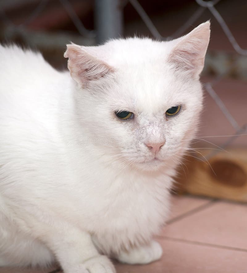 White Cat in an Animal Shelter Stock Image - Image of hovel, outcast ...
