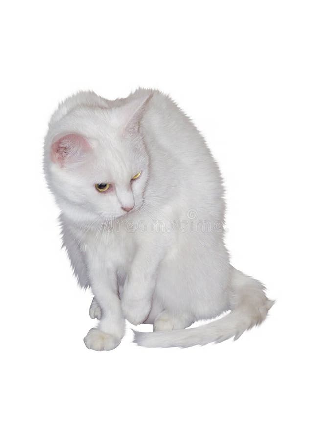 White cat stock image. Image of domestic, yellow, watchful - 35762675