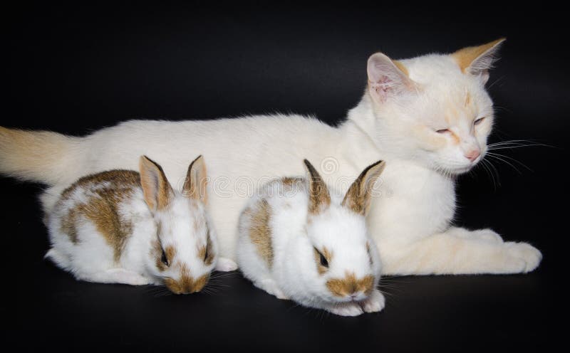White Cat with Baby Rabbits Stock Photo - Image of puppies, animals ...