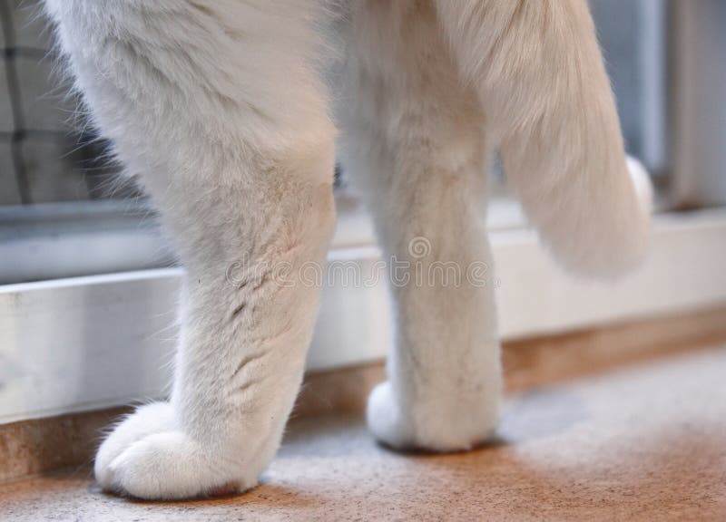 23,453 Cat Back Stock Photos - Free & Royalty-Free Stock Photos from ...