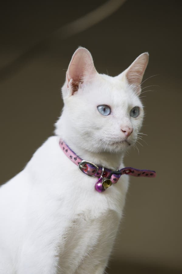 White Cat stock photo. Image of single, beautiful, animal - 50212448