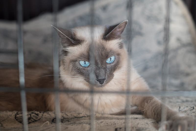 White cat behind bars stock photo. Image of fluffy, white - 76304684