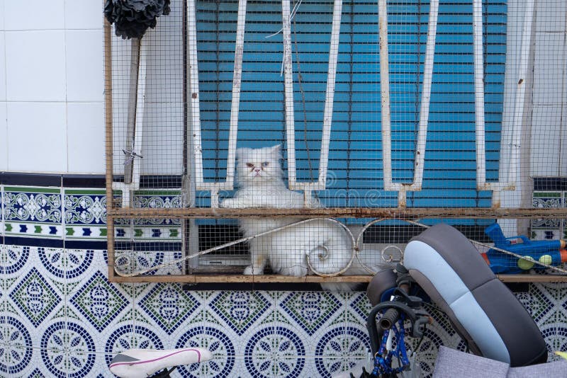 White cat behind a railing stock photo. Image of domestic - 256815892