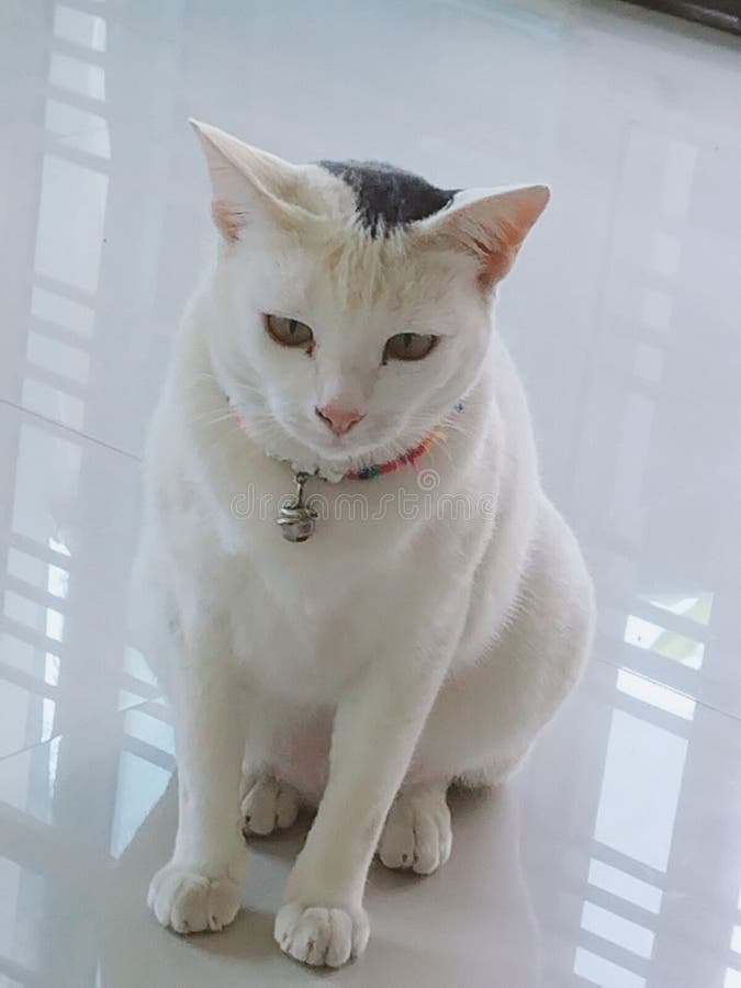 A White Cat with Black Head in Thailand Stock Image - Image of cute, nature: 288122109