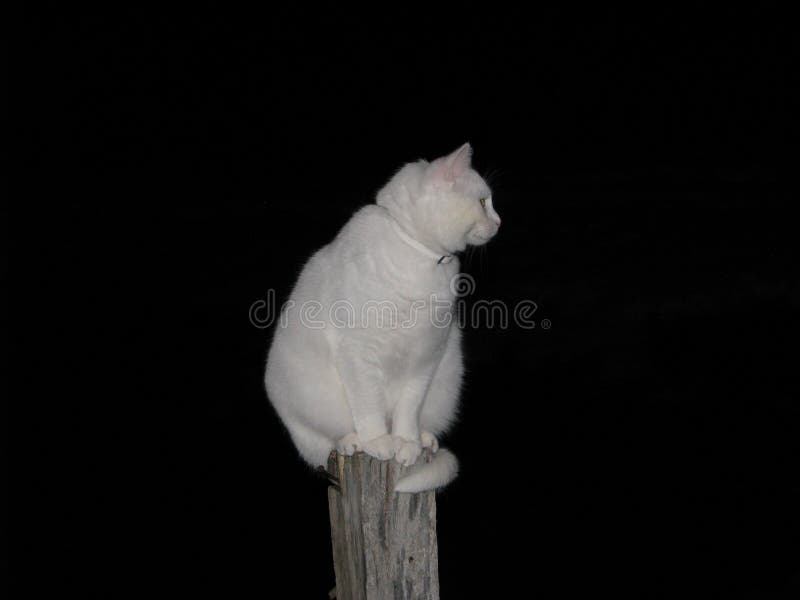White cat, black night. stock photo. Image of cats, curious - 96335126