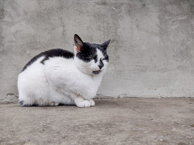 White cat with black spots stock image. Image of animal - 261911271
