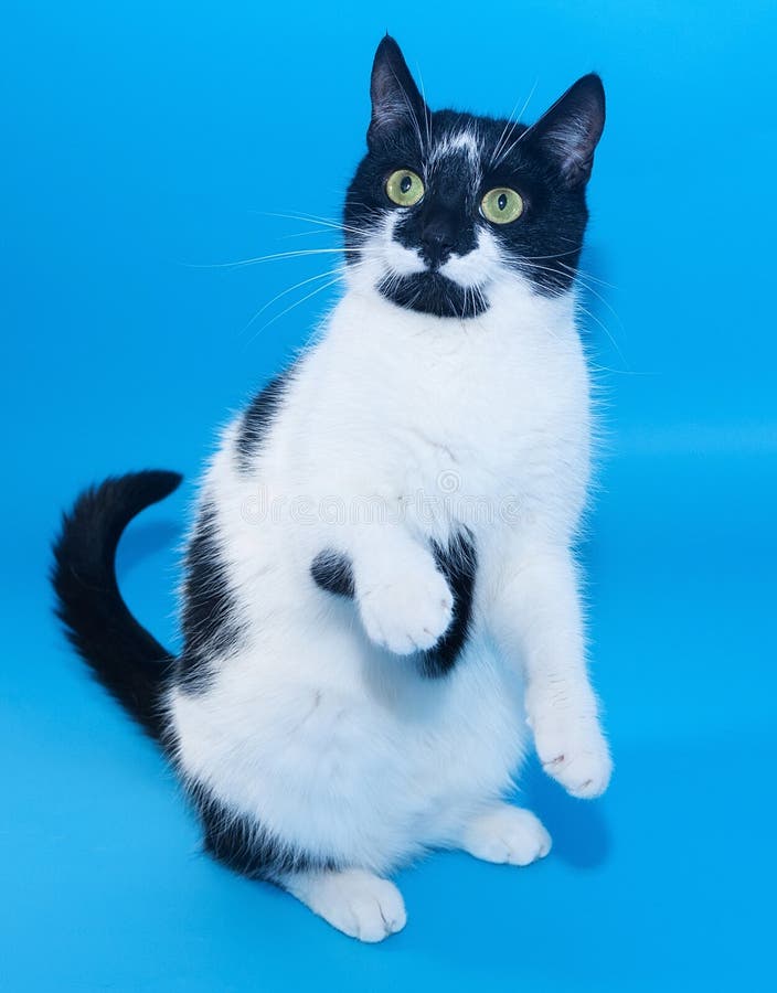 White Cat With Black Spots Standing On Hind Legs Stock Image - Image of ...