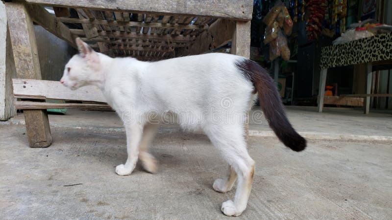 A White Cat with a Black Tail Walking on a Concrete Surface Stock Image ...