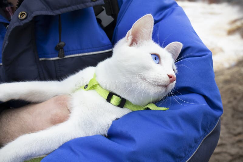 White Cat with Blue Eye and Green Collar in Blue Jacket Human Hand ...