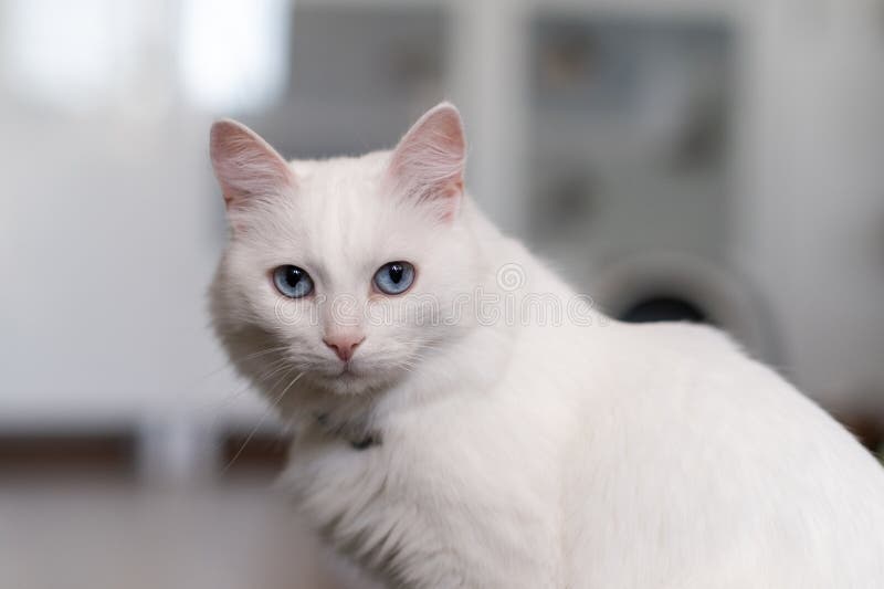 The White Cat with Blue Eyes Gazes Intently, Exploring Its Serene ...