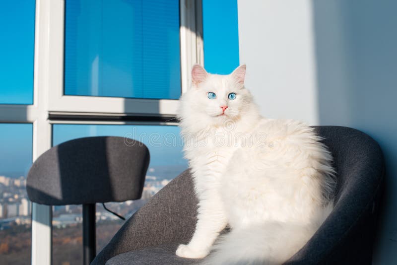 White Cat with Blue Eyes Sitting on Chair Near Windows Stock Photo ...