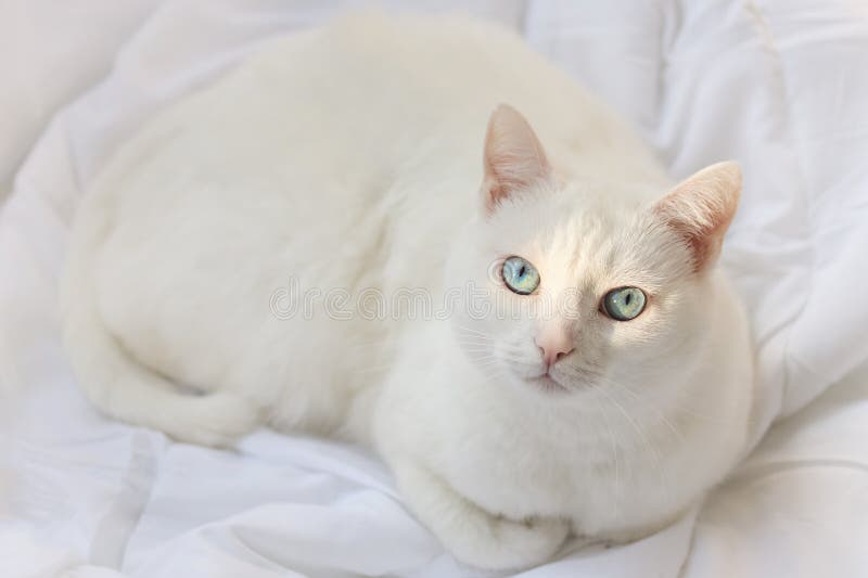 White Cat with Blue Eyes stock photo. Image of attentive - 404757224