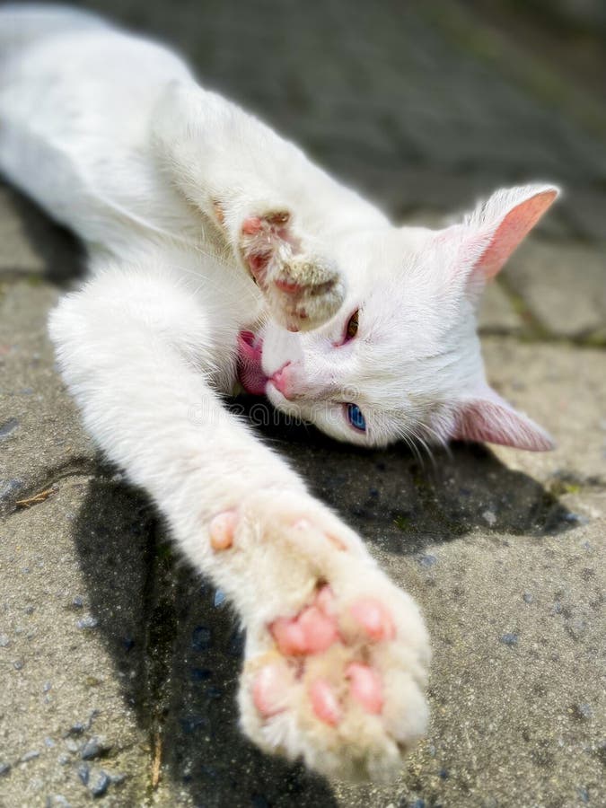 The White Cat Blue and Yellow Eyes Close Up Stock Image - Image of blue ...