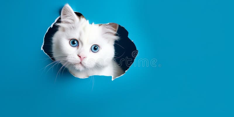 White Cat in a Box Created with Generative Ai Tools Stock Image - Image ...
