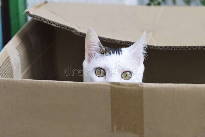 White cat in a box stock image. Image of home, adorable - 107717753