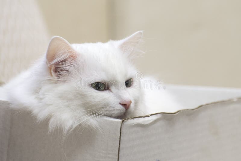 White Cat in a Box. Cat Turkish Angora Hiding in Box Stock Image ...