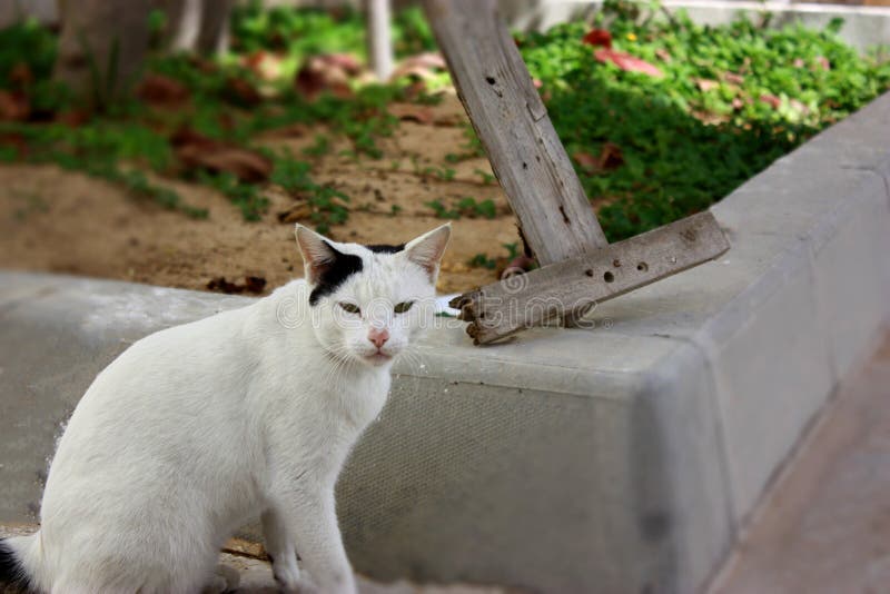 White Cat stock photo. Image of look, white, garden, tree - 92355020