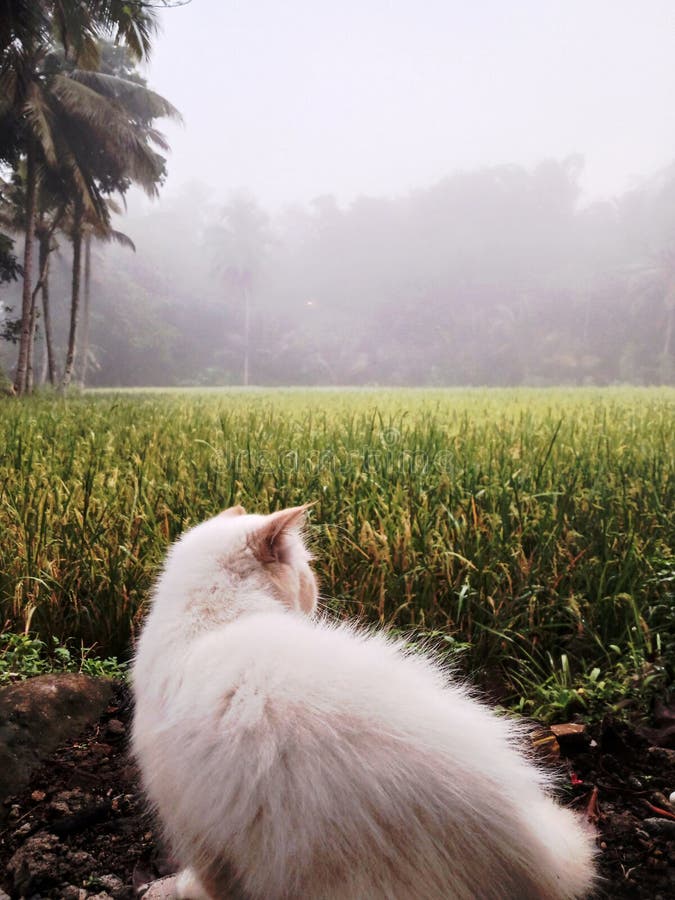 A White Cat is Breathing Fresh Air and Enjoying the View Stock Image ...