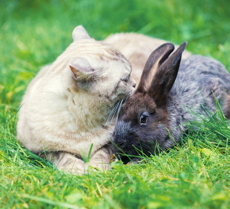White Cat and Brown Rabbit Sitting Together the Grass Stock Image ...