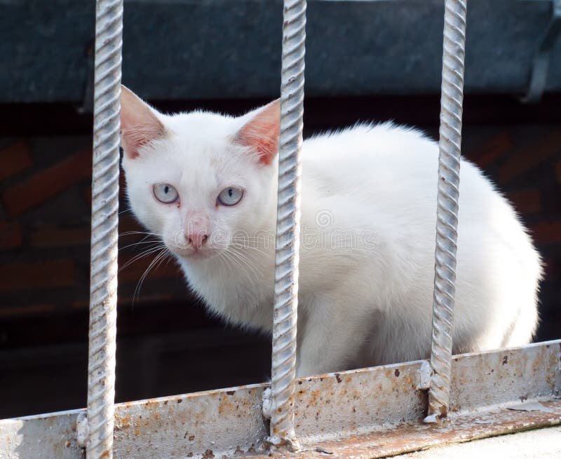 Barred cat stock image. Image of wait, animal, kitty, lock - 976271