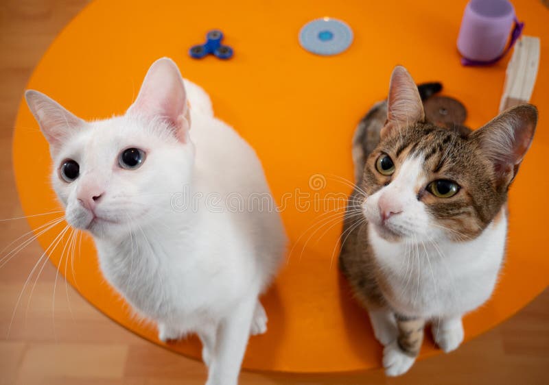 Two Cute Cats Looking in the Same Place Stock Photo - Image of whisker ...
